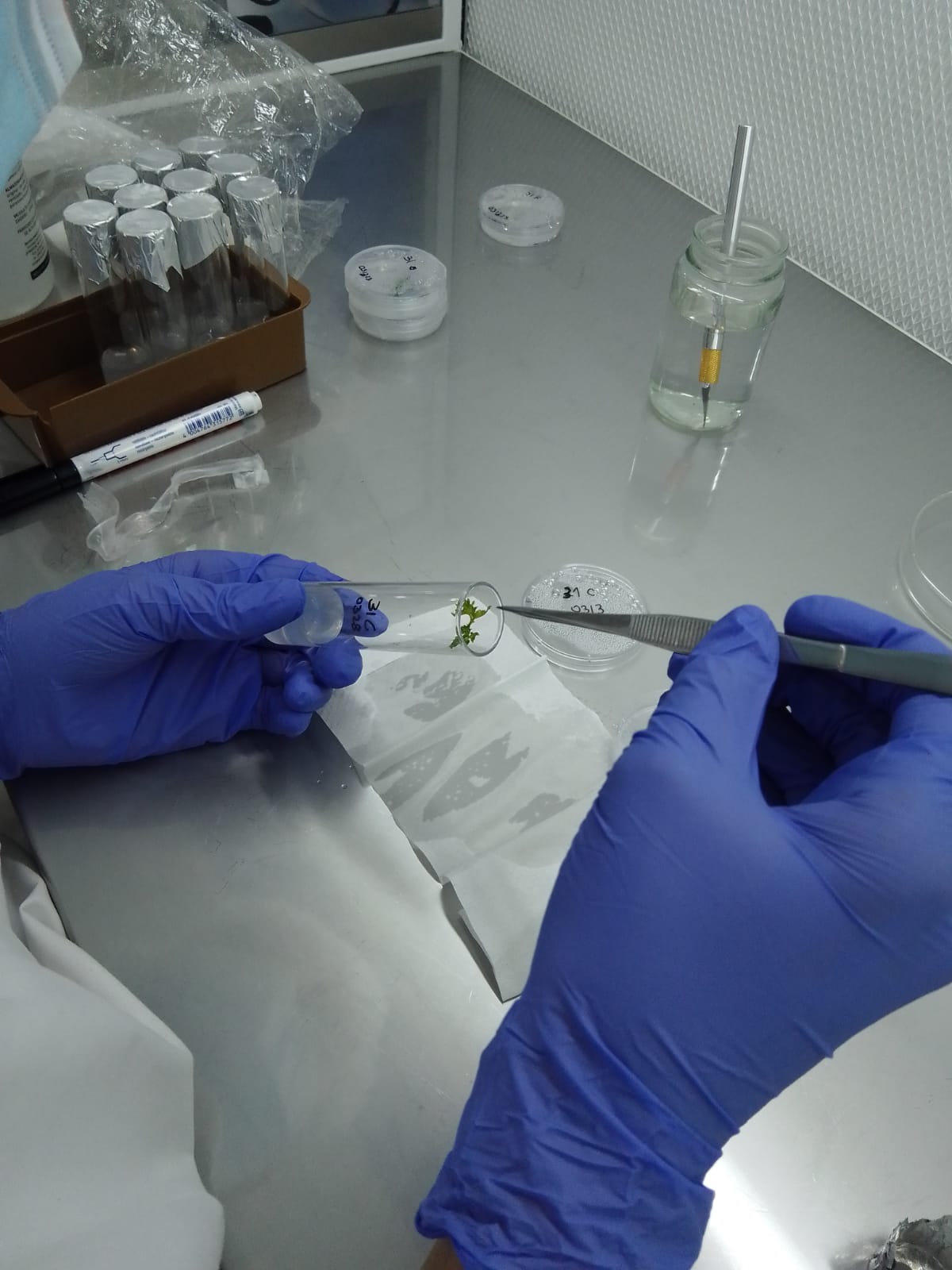 Clonar Se sumo Judit Monis