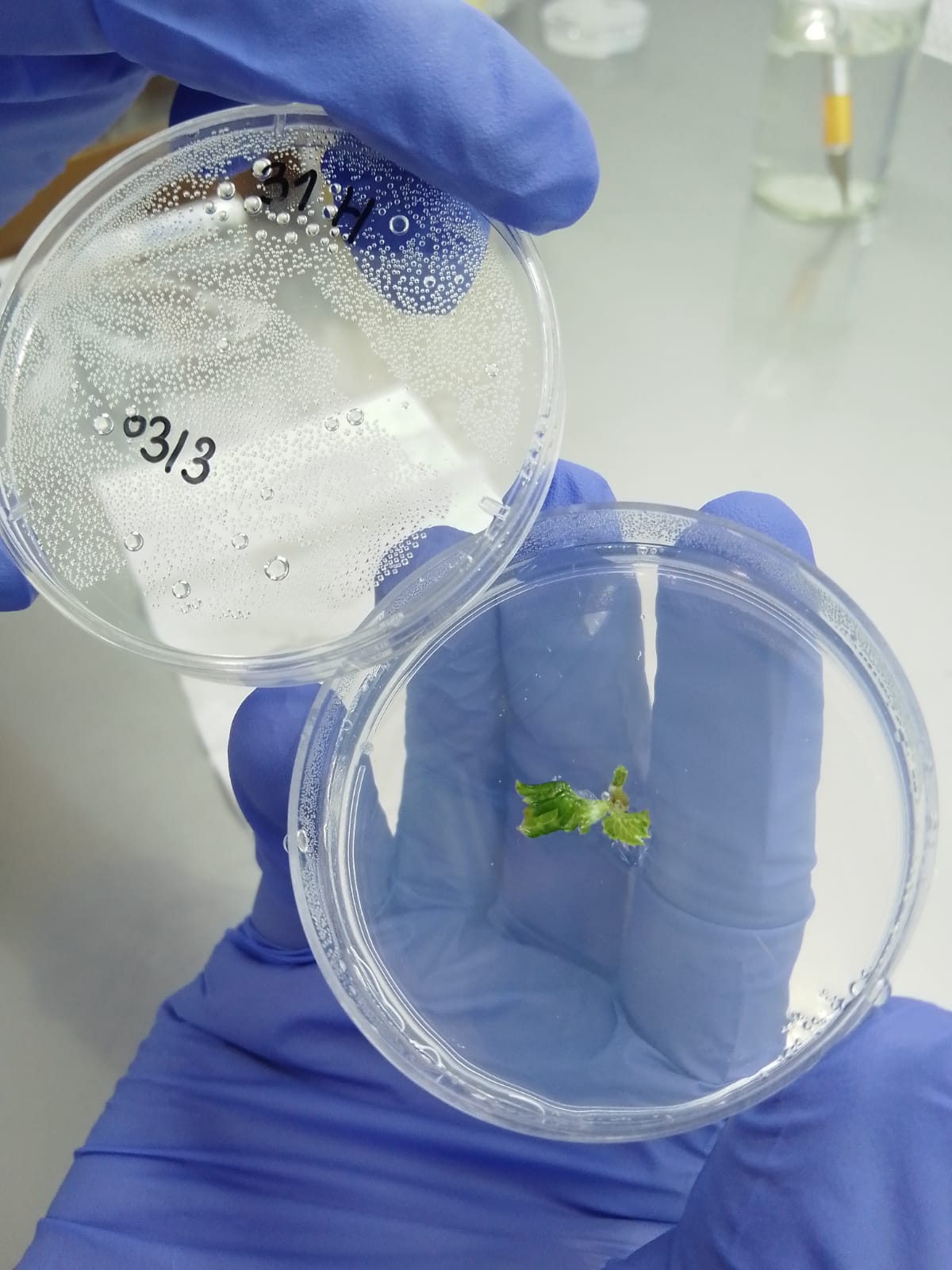 Clonar Se sumo Judit Monis